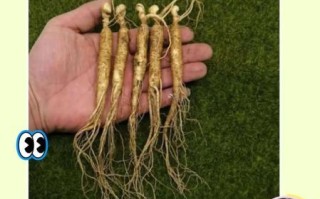 炒鸡肉要不要焯水_焯水后口感会变柴吗