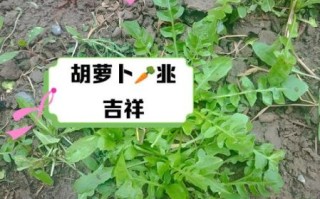 什锦菜的寓意是什么_什锦菜象征什么