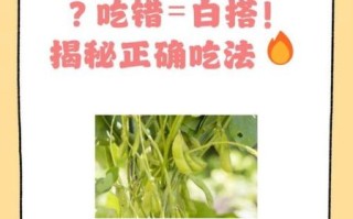 白芸豆怎么吃减肥效果最好_饭前还是饭后