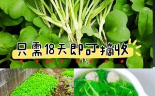 鸡毛菜是什么菜_鸡毛菜和小白菜的区别