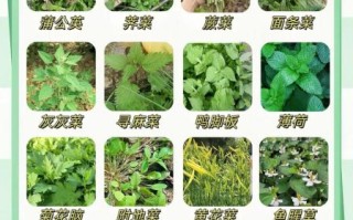 野菜图片大全名字有哪些_如何识别100种常见野菜