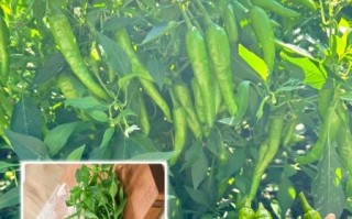 樟树港辣椒为什么这么辣_正宗产地在哪里