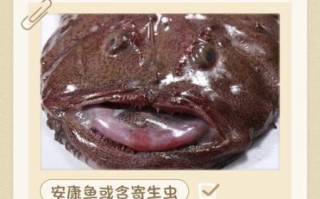 中国人为什么不吃安康鱼_安康鱼有毒吗