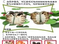 螃蟹怎么分辨屎和蟹黄_蟹黄和蟹屎的区别