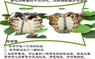 螃蟹怎么分辨屎和蟹黄_蟹黄和蟹屎的区别