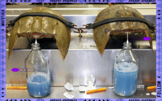 鲎血可以直接喝吗_鲎血对人体有害吗