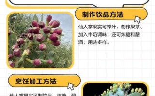 仙人掌果怎么吃_仙人掌果吃法视频教程