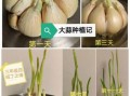 种大蒜多久发芽_阳台种大蒜全过程