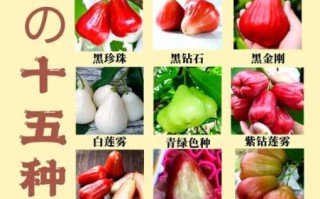 台湾莲雾多少钱一斤_莲雾价格受哪些因素影响