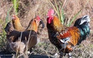草鸡多少钱一斤_草鸡和土鸡的区别