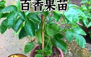 百香果苗多少钱一株_百香果苗价格影响因素