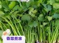 香菜煮水有什么好处_香菜煮水能天天喝吗