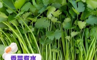 香菜煮水有什么好处_香菜煮水能天天喝吗
