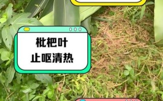 黄粑叶是什么植物_黄粑叶的功效与作用