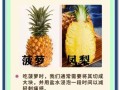 菠萝和凤梨哪个营养价值高_区别在哪里