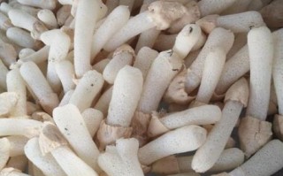 长裙竹荪多少钱一斤_长裙竹荪价格为什么差别大