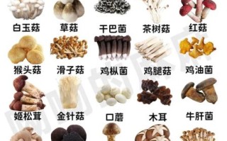 蘑菇大全名称图片_如何识别常见食用菌