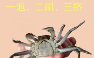 活螃蟹怎么处理_活螃蟹怎么清洗