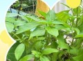 金不换长什么样_金不换草药图片怎么认