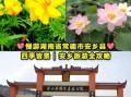 安乡一日游怎么安排_安乡有哪些小众景点