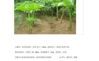 魔芋怎么种植_魔芋种植技术要点