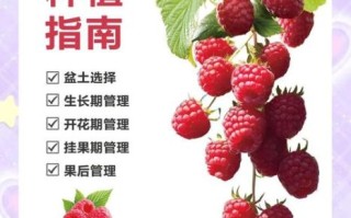 树莓的功效与作用有哪些_树莓怎么吃效果最好