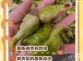 菱角怎么去皮_菱角快速剥皮小窍门