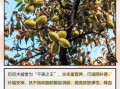巴旦木果树长什么样_巴旦木几年结果