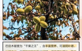 巴旦木果树长什么样_巴旦木几年结果