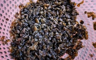 地皮菜图片_地皮菜怎么做好吃