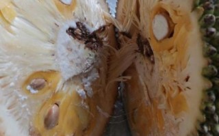 菠萝蜜太难吃了怎么办_为什么有人觉得臭