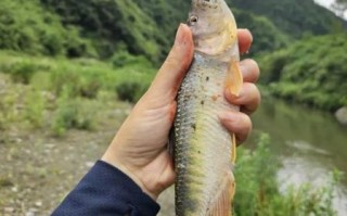 马口鱼最大能长多大_马口鱼寿命多长