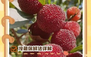 杨梅怎么保存时间长_杨梅冷藏还是冷冻好