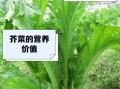 芥菜品种有哪些_芥菜图片怎么区分
