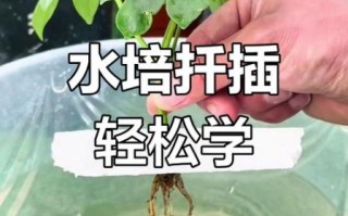 鸭掌木扦插多久生根_鸭掌木扦插步骤图解