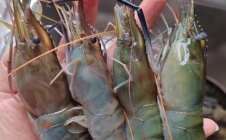 大头虾是海虾还是河虾_大头虾图片怎么分辨