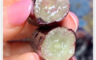 美人指葡萄多少钱一斤_2024年最新行情