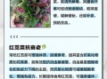 红苋菜孕妇能吃吗_孕妇吃红苋菜注意事项