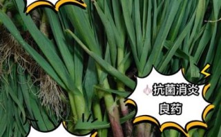 大蒜的功效与作用有哪些_生吃还是熟吃好