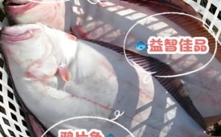 鸦片鱼的功效与作用禁忌_鸦片鱼什么人不能吃