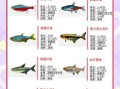 观赏鱼种类图片大全及名称_新手如何快速识别