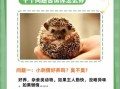 刺猬是国家保护动物吗_可以家养吗