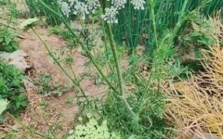 蛇床子长什么样_蛇床子图片大全怎么找