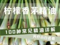 柠檬香茅长什么样_柠檬香茅图片怎么拍