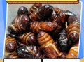 茧蛹怎么保存_茧蛹可以冷冻吗