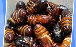 茧蛹怎么保存_茧蛹可以冷冻吗