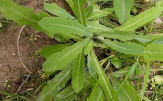 苦菜长什么样子_苦菜怎么辨认