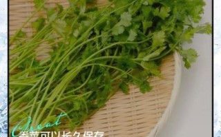 香菜怎么保存新鲜_香菜种植方法
