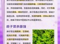 麻子菜是什么_麻子菜怎么吃