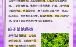 麻子菜是什么_麻子菜怎么吃